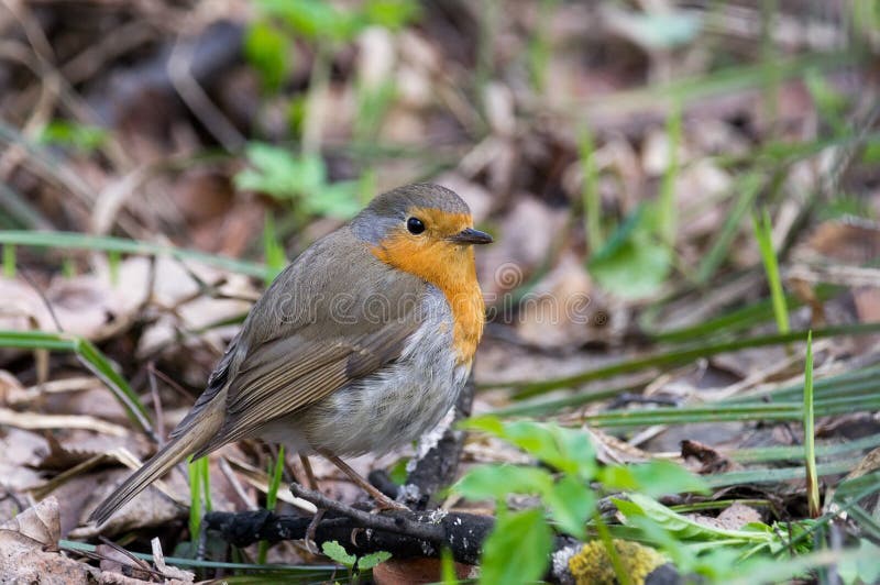 Robin on a branch stock photo. Image of orange, small - 70392966