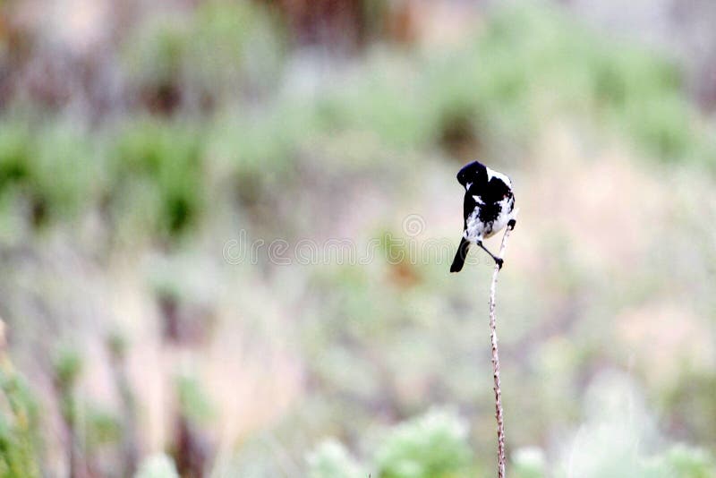 Robin on a branch stock photo. Image of africa, invertebrate - 97117898