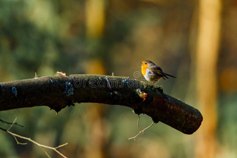 Robin on a branch stock image. Image of tree, animal - 215242887