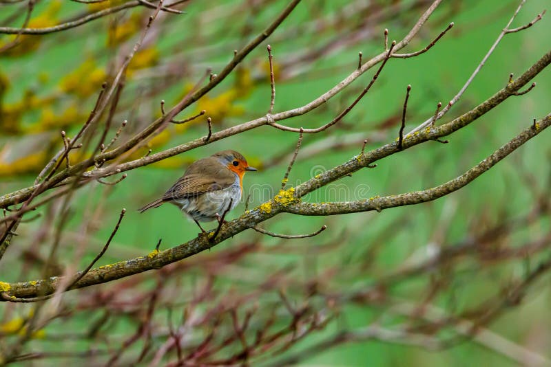 Robin on a branch stock image. Image of forest, birdwatching - 216417193