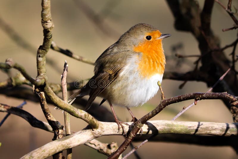 Robin on a Branch stock image. Image of nature, spring - 221753735