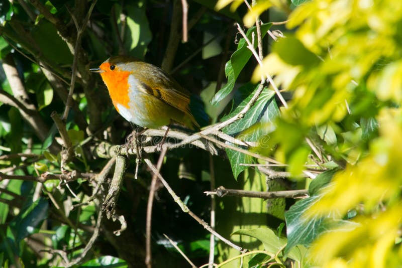 Robin on a branch. stock image. Image of bird, wildlife - 66674643