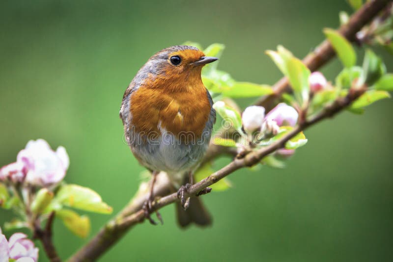 Robin on a Branch with White Flower Buds Stock Photo - Image of europe ...