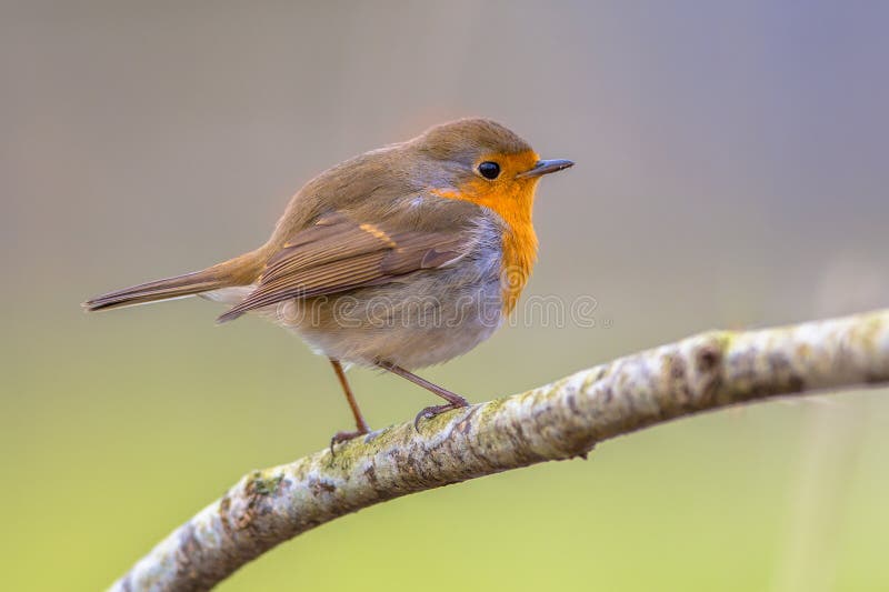 Robin on a Branch with White Flowers Stock Image - Image of bird ...