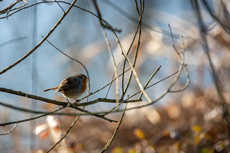 Robin among the branches stock photo. Image of beak - 271960702