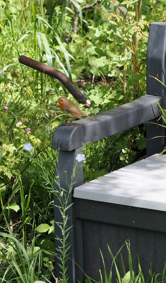 A Robin Stood on the Arm of a Garden Bench Stock Photo - Image of bird ...