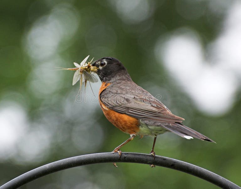 Robin with bugs stock photo. Image of caught, avian, eats - 9402230