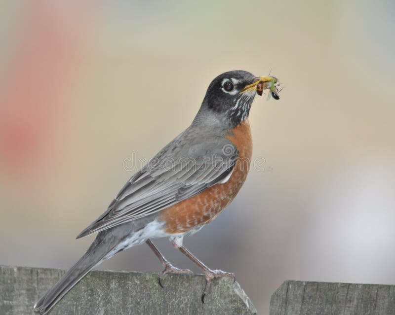 Robin with Bugs in Mouth stock photo. Image of bugs - 247679930