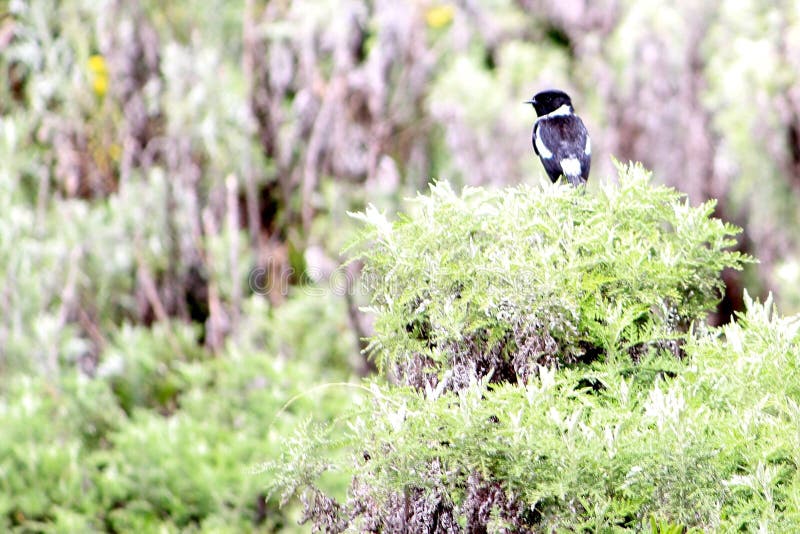 Robin in a bush stock photo. Image of bird, pied, bush - 97117906