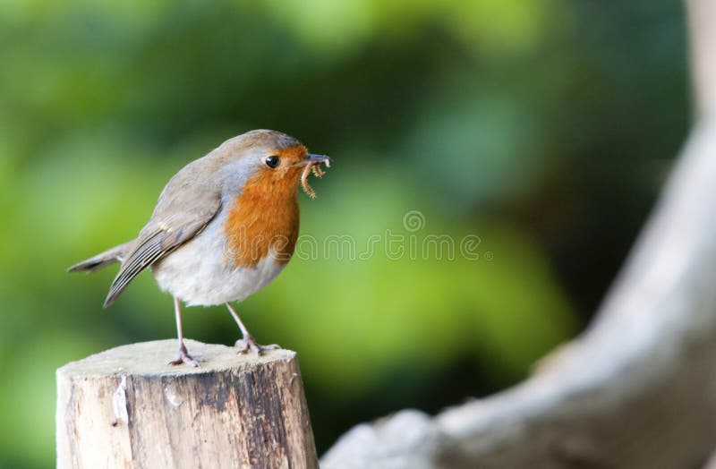 Robin bird stock photo. Image of chest, beauty, birdbeautiful - 23519304