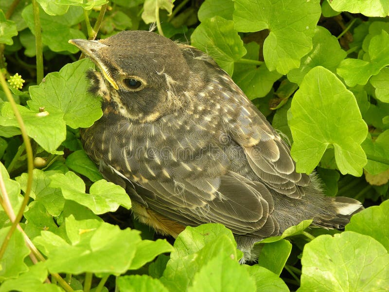 Robin bird chick stock image. Image of open, shut, closed - 19907437