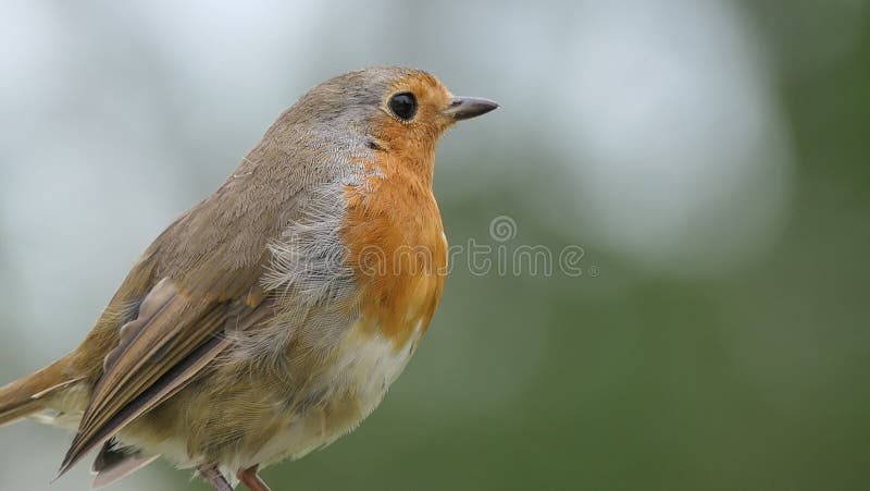 Robin Chick Searching for Food UK Stock Image - Image of male ...