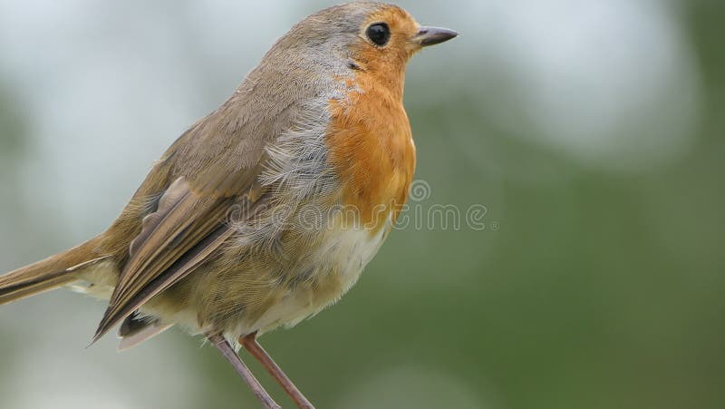 Robin Chick Searching for Food UK Stock Image - Image of rubecula ...