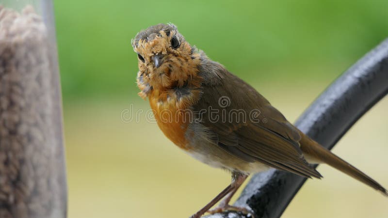 Robin Chick Searching for Food UK Stock Photo - Image of orange, major ...