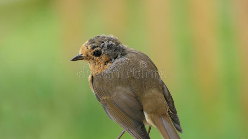 Robin Chick Searching for Food UK Stock Image - Image of major, song ...