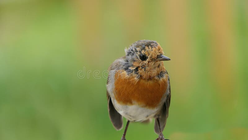 Robin Chick Searching for Food UK Stock Image - Image of feathers ...