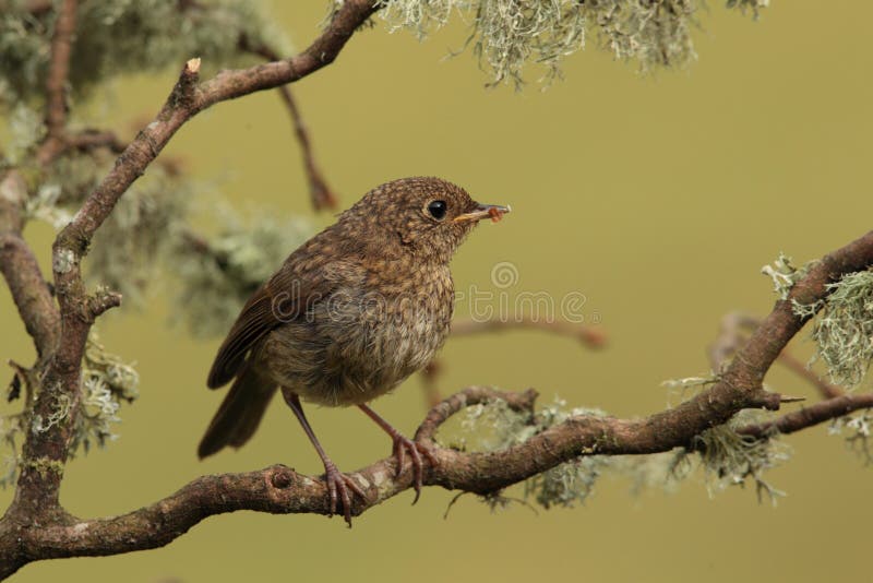 Robin. stock photo. Image of robins, flowers, bird, nature - 18862410