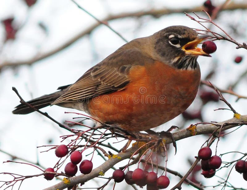 Robin Chowing stock image. Image of bird, boistfort, autumn - 12344153