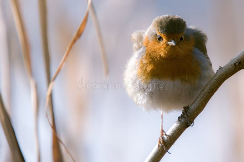 Robin close up stock image. Image of colorful, birds - 202298753
