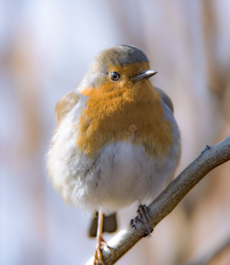 Robin close up stock photo. Image of inverno, volatili - 202298814