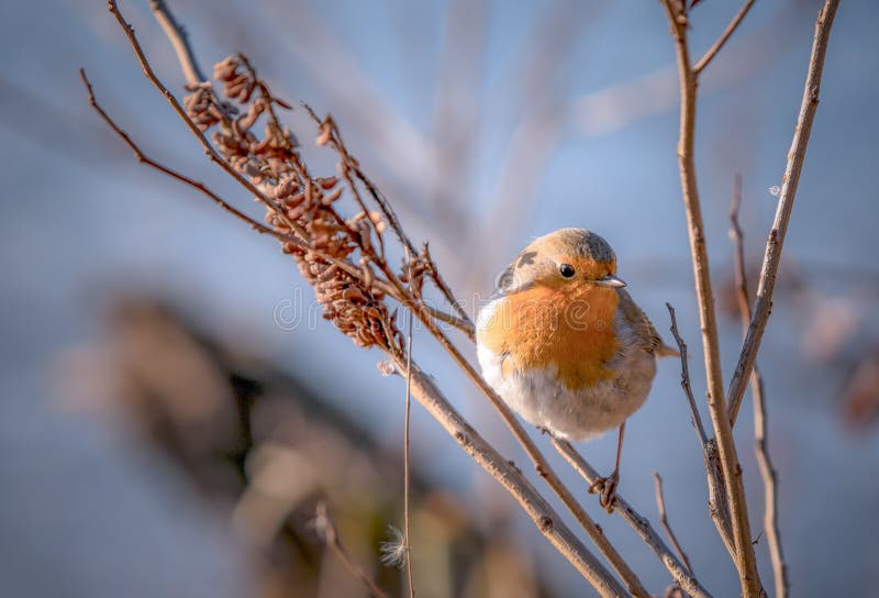 Robin close up stock image. Image of bird, close, wild - 202298851
