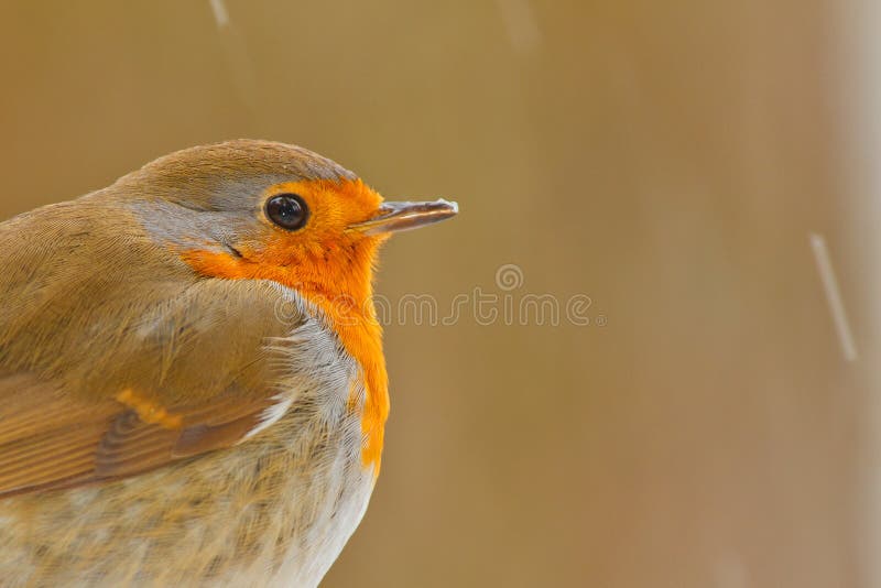 Robin close-up stock photo. Image of holidays, meise - 25880720