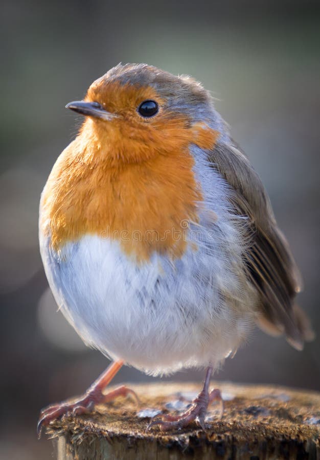 Robin close up stock photo. Image of rubecula, copy, small - 82333214