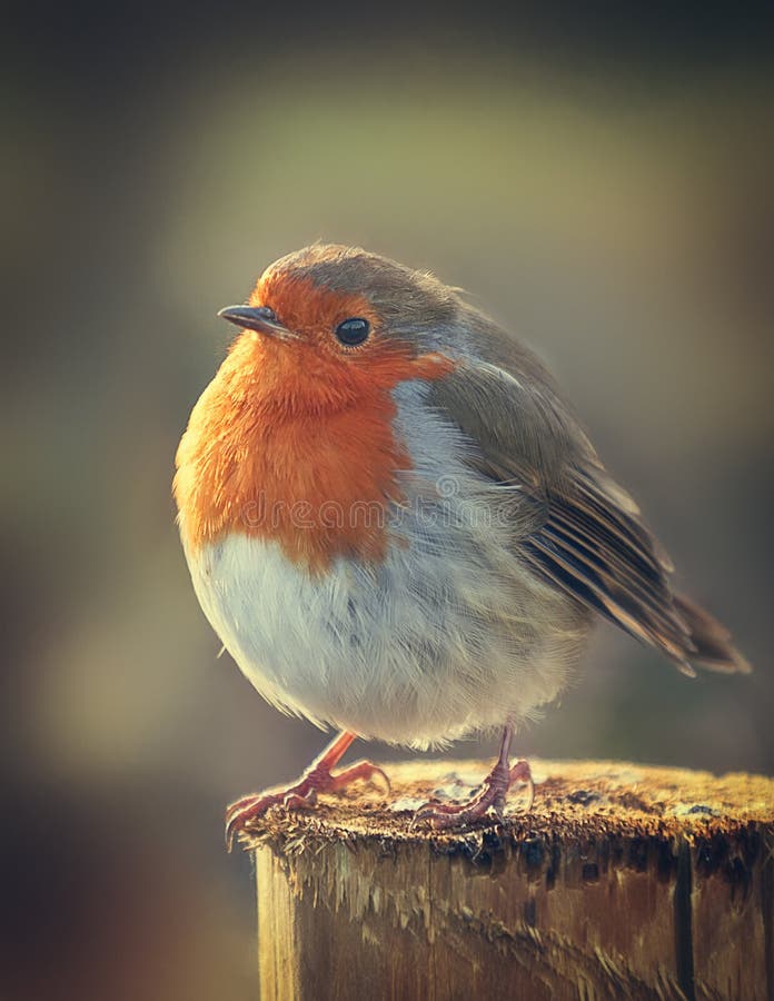 Robin close up stock photo. Image of breast, redbreast - 82335388