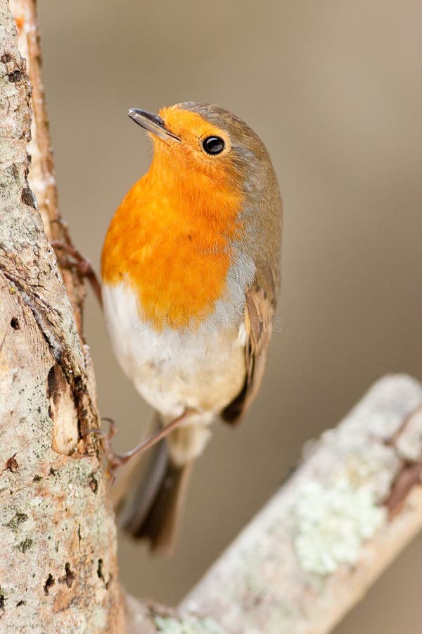Robin Close up on Branch stock image. Image of breast - 15296295