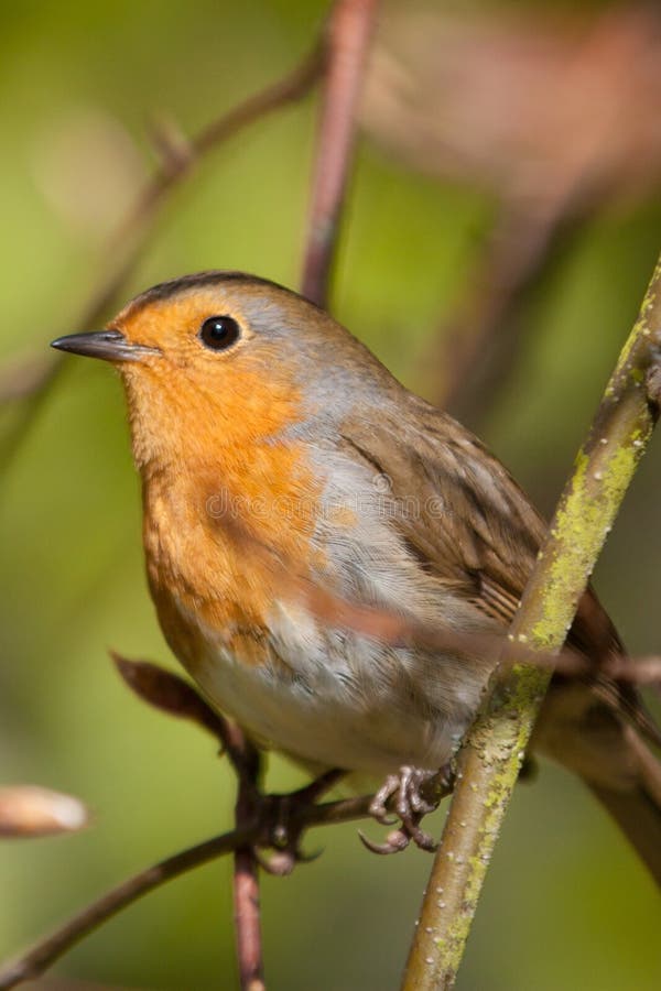 Robin stock photo. Image of garden, wildlife, tree, wing - 40194060