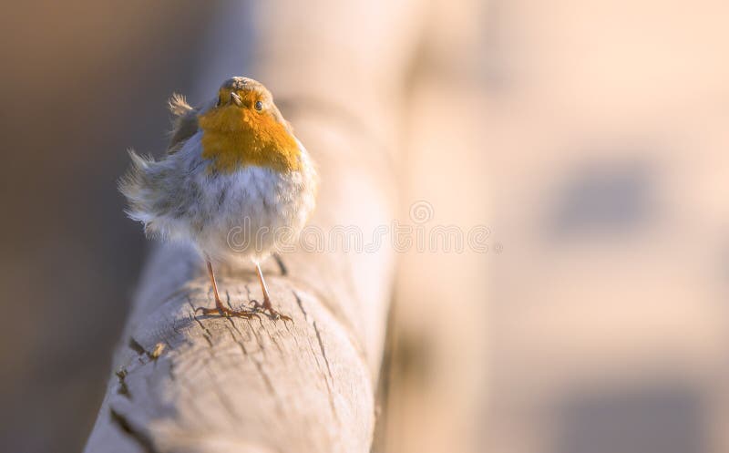 Robin close up stock image. Image of sebino, freddo - 202298477