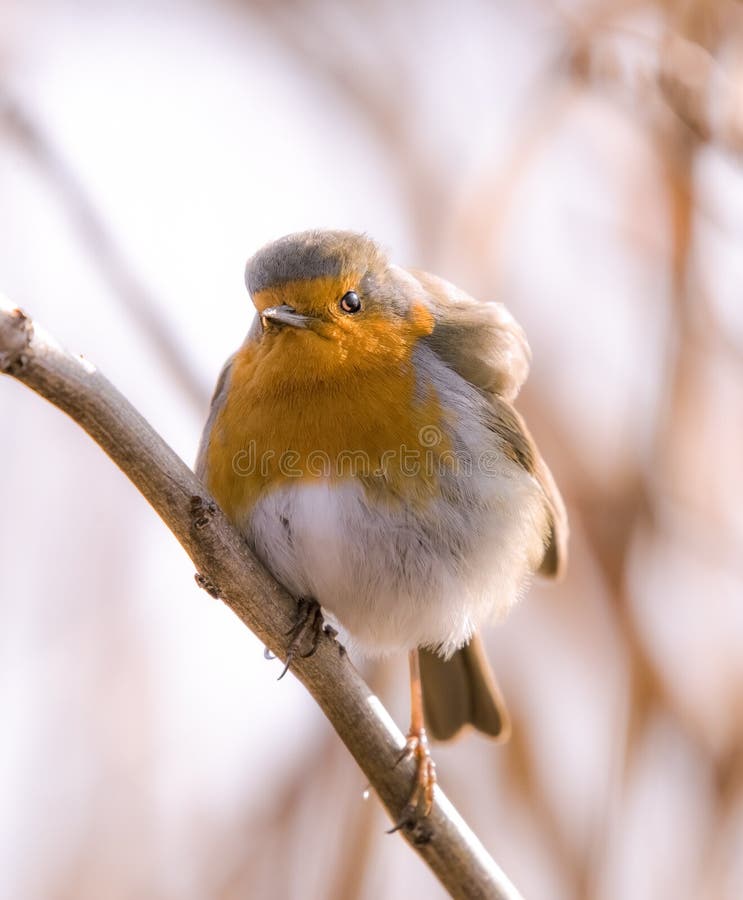 Robin close up stock photo. Image of cold, inverno, wing - 202298666