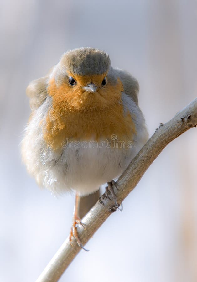 Robin close up stock image. Image of bird, close, perched - 25254621