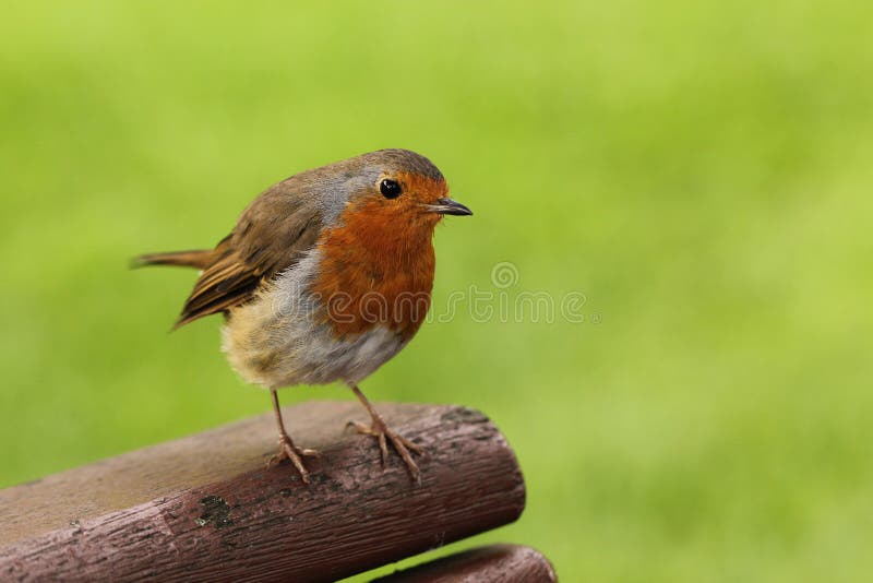 Robin stock photo. Image of breast, beak, feathers, avian - 36447514