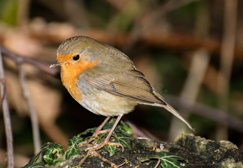 Robin Close-Up stock photo. Image of portrait, night - 61823864