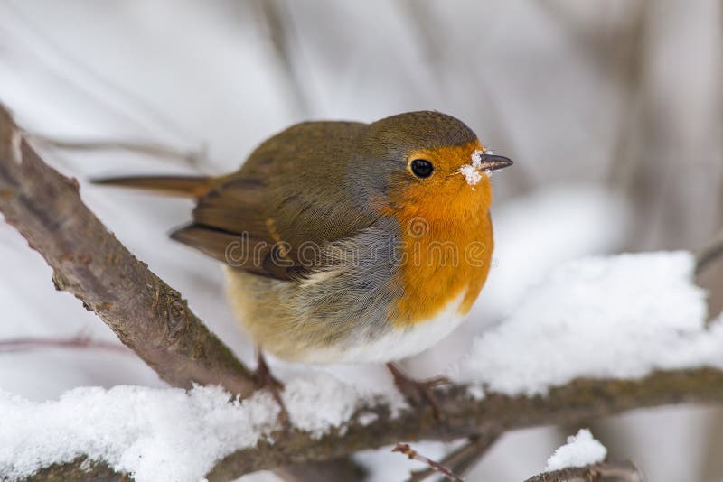 Robin close up stock image. Image of feather, birds, beak - 88833845