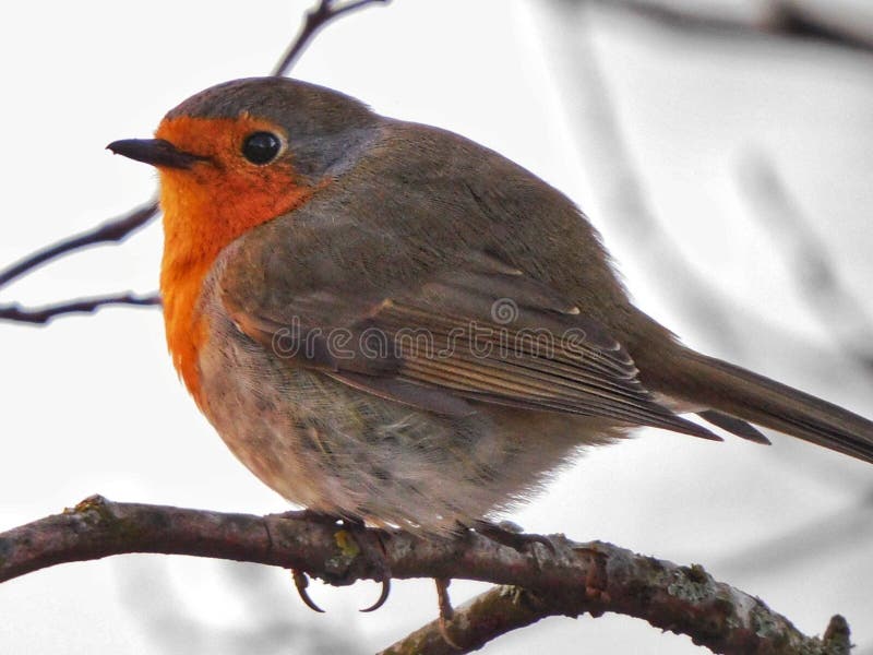 Robin close up on a Tree stock photo. Image of robin - 232266768