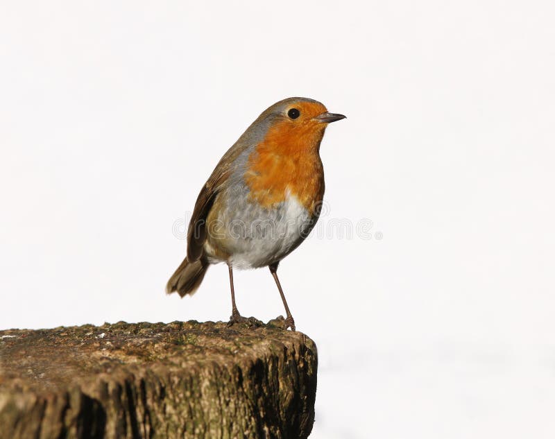 Robin stock image. Image of small, orange, cute, feathers - 53350105