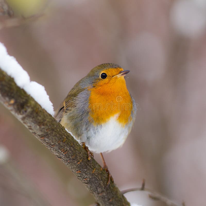 Robin close up in winter stock image. Image of closeup - 88834041