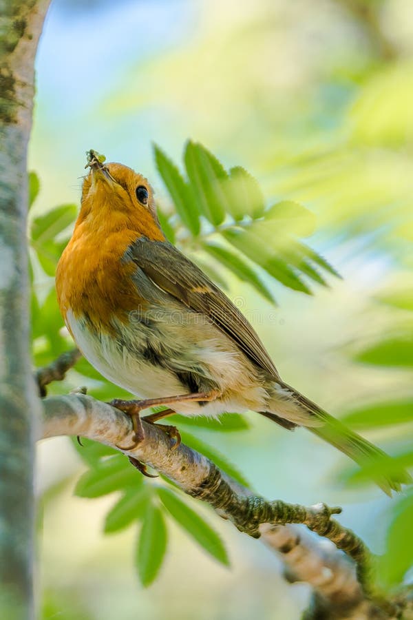 Robin stock image. Image of rowan, bird, robin, collecting - 78757019