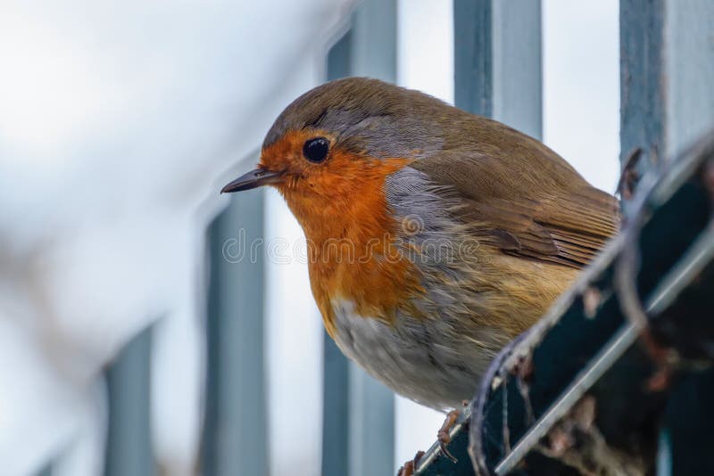 The robin stock photo. Image of wings, bird, blue, wildlife - 63723728