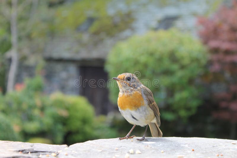 Robin in country garden stock image. Image of postcard - 43590507