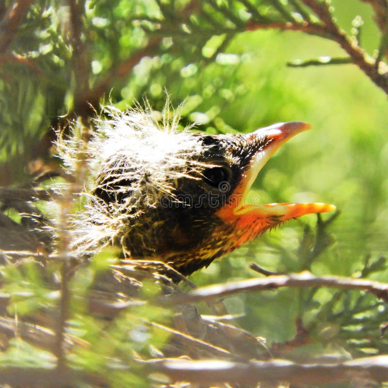 Baby Robin Head Feathers and Mouth Open Stock Image - Image of hungry ...