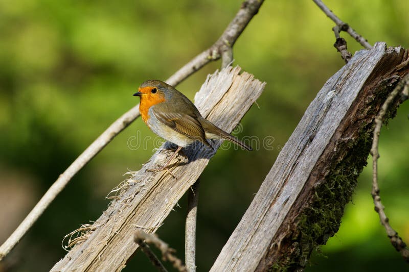 Robin on a cut tree stock image. Image of outdoors, wild - 258241937