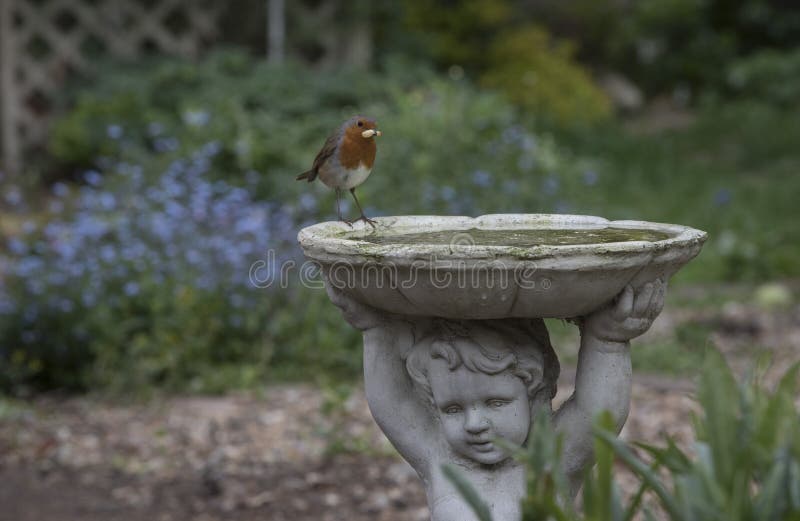 Robin stock image. Image of friend, bold, garden, robin - 91956413