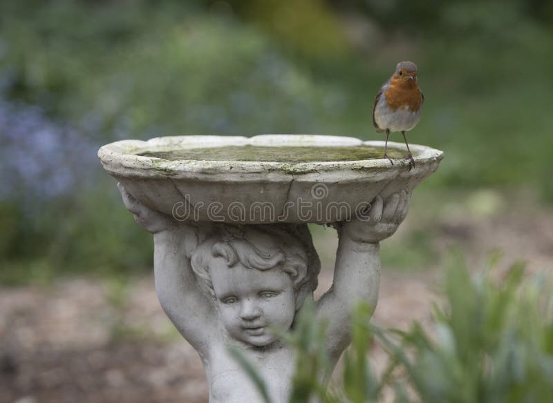 Robin stock image. Image of labrador, european, redbreast - 91956119