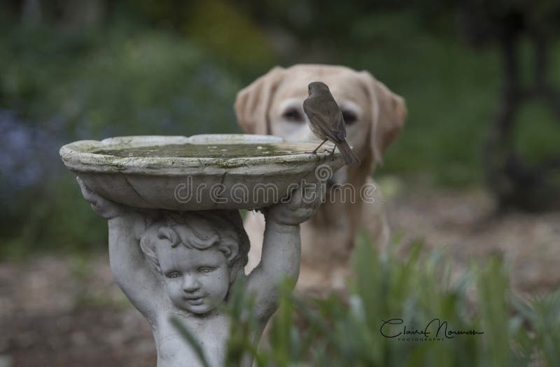 Robin stock photo. Image of perched, garden, green, small - 91956230