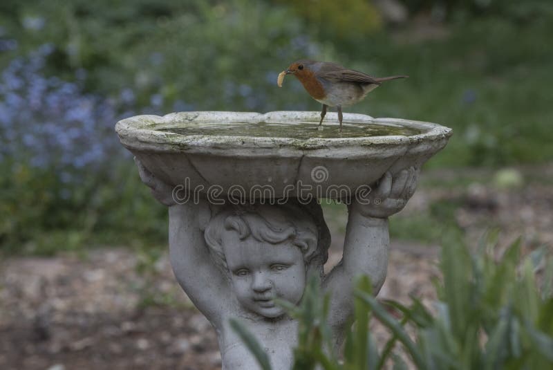 Robin stock image. Image of black, european, bird, door - 91956231