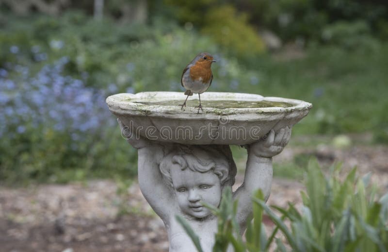 Robin stock photo. Image of european, brave, garden, bird - 91956242