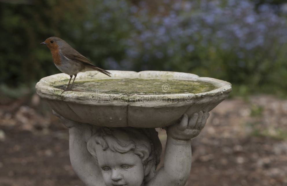 Robin stock image. Image of cute, door, redbreast, perched - 91956471